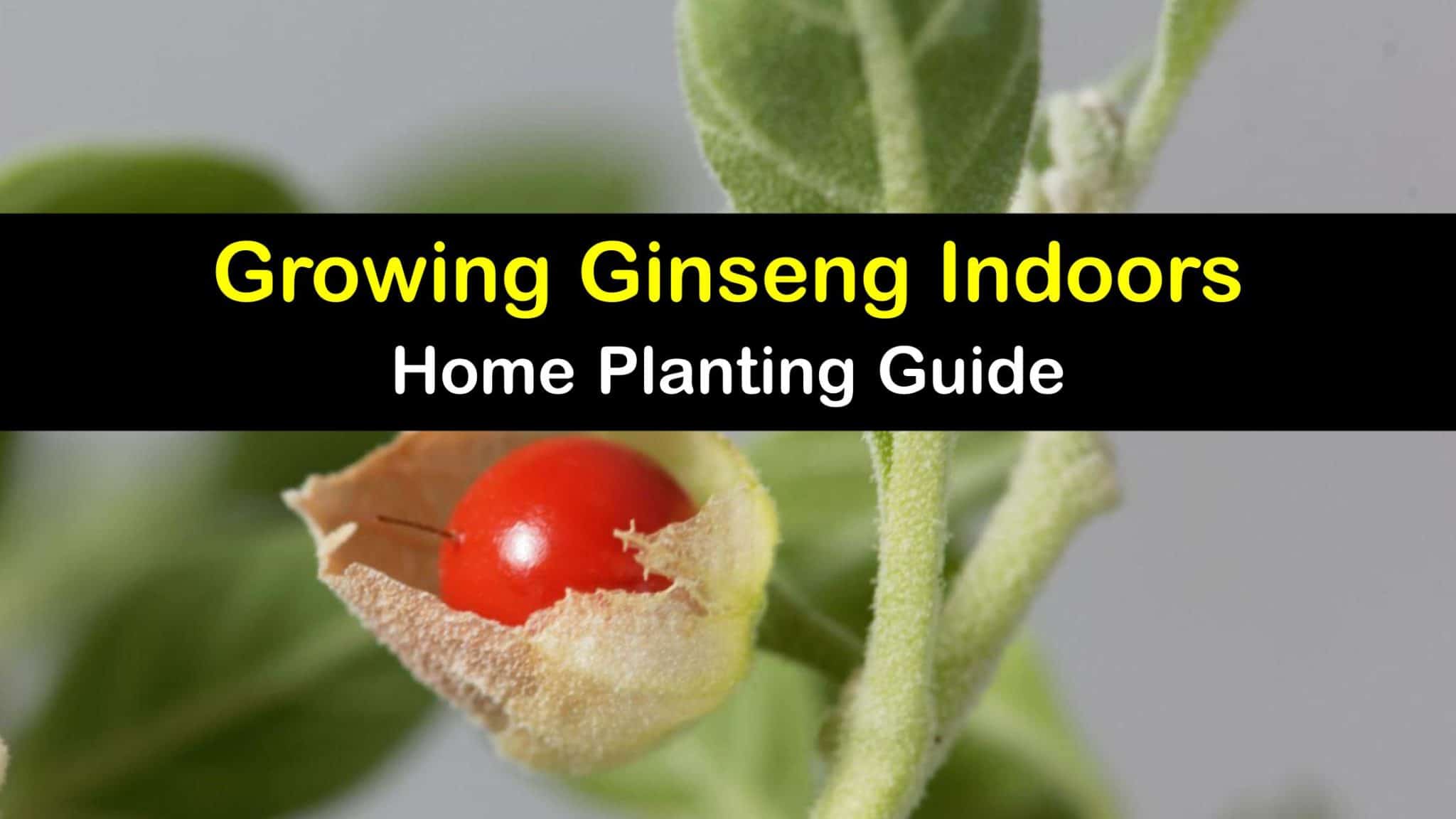 Indoor Ginseng Growing - Fast Tips for Planting Ginseng at Home