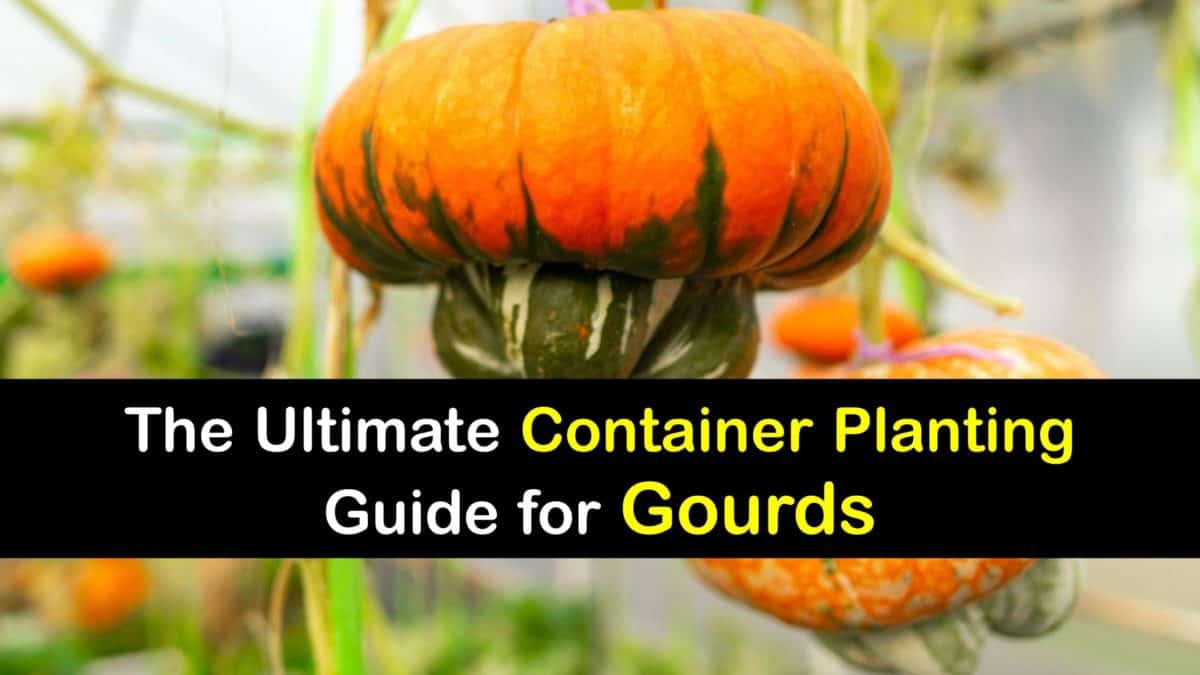 Container Grown Gourds - Awesome Tricks for Planting Gourds in a Pot
