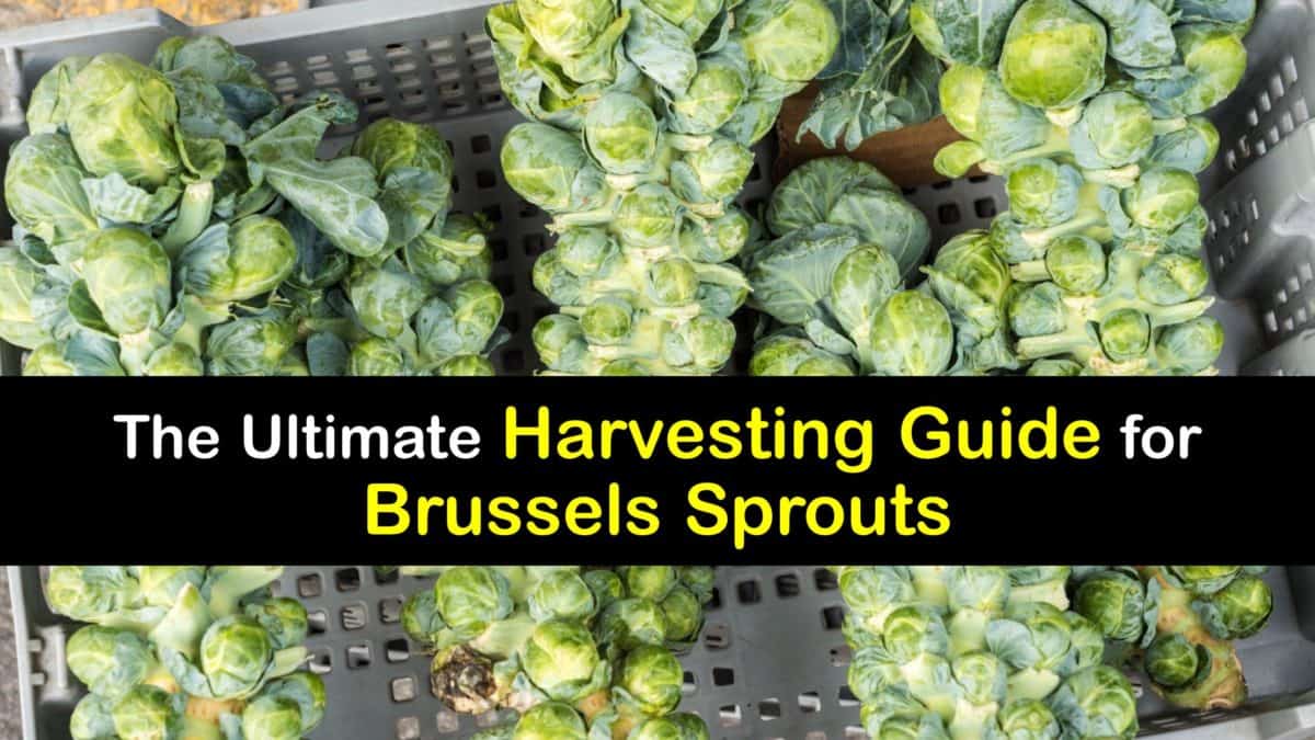 Brussels Sprouts Harvesting - Best Time for Picking Brussels Sprouts