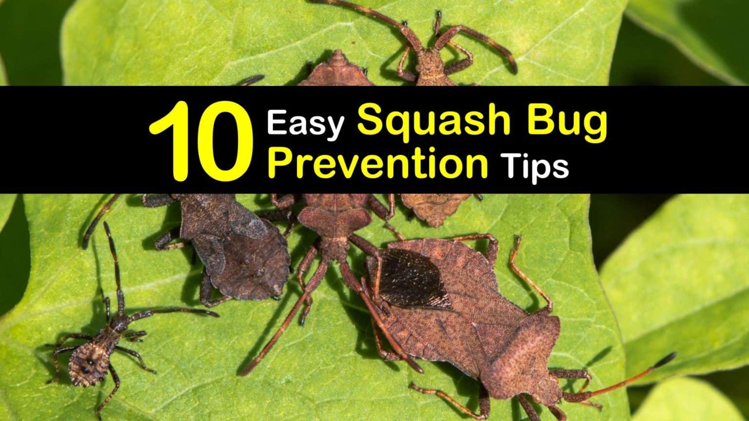 Preventing Squash Bugs - Awesome Ways to Deter Squash Bugs
