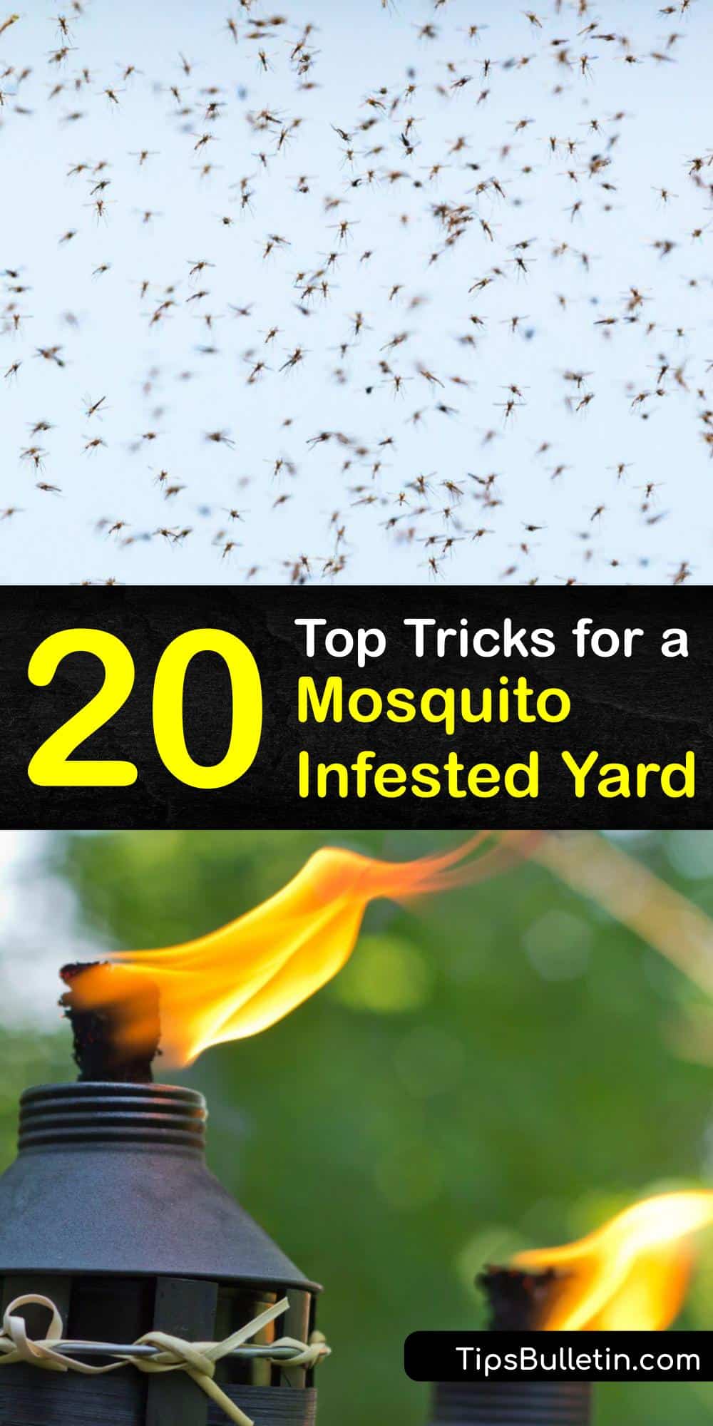 Handling a Mosquito Infestation - Best Ways to Eliminate Mosquitoes