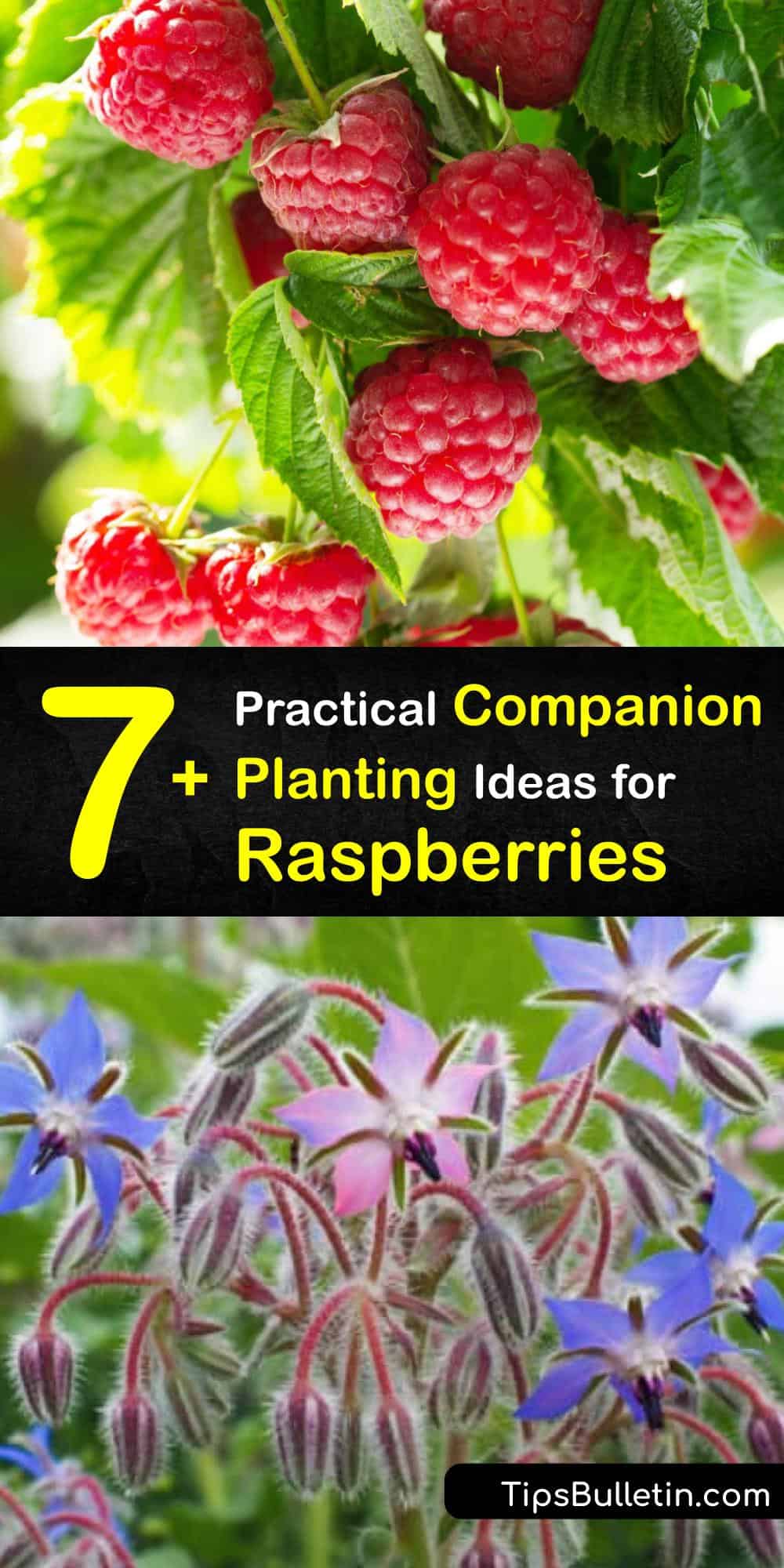 Raspberry Bush Plant Companions - What Grows Well with Raspberries