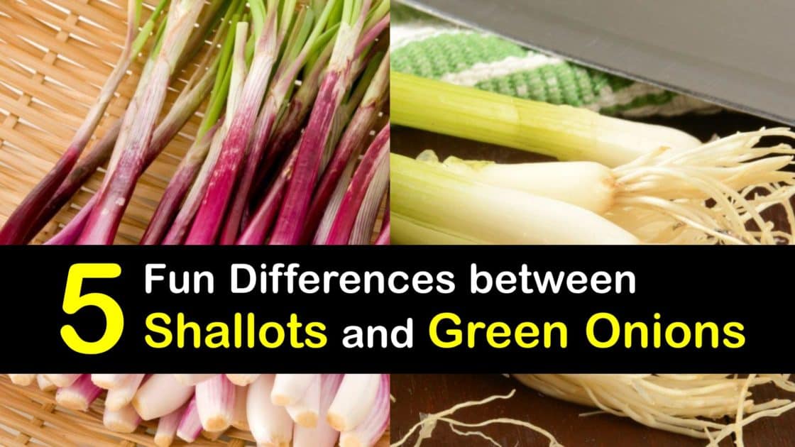 Are Green Onions and Shallots the Same