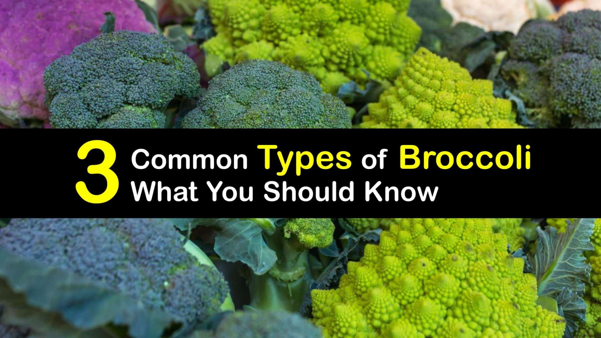 Common Varieties of Broccoli - Amazing Kinds of Broccoli Plants