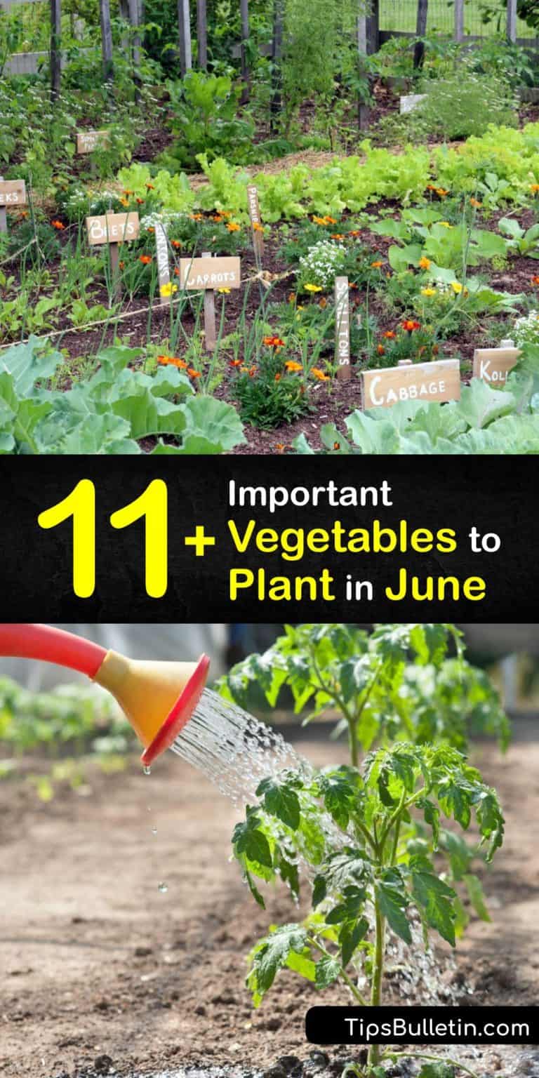Growing Vegetables in June - Early Summer Vegetable Planting Guide