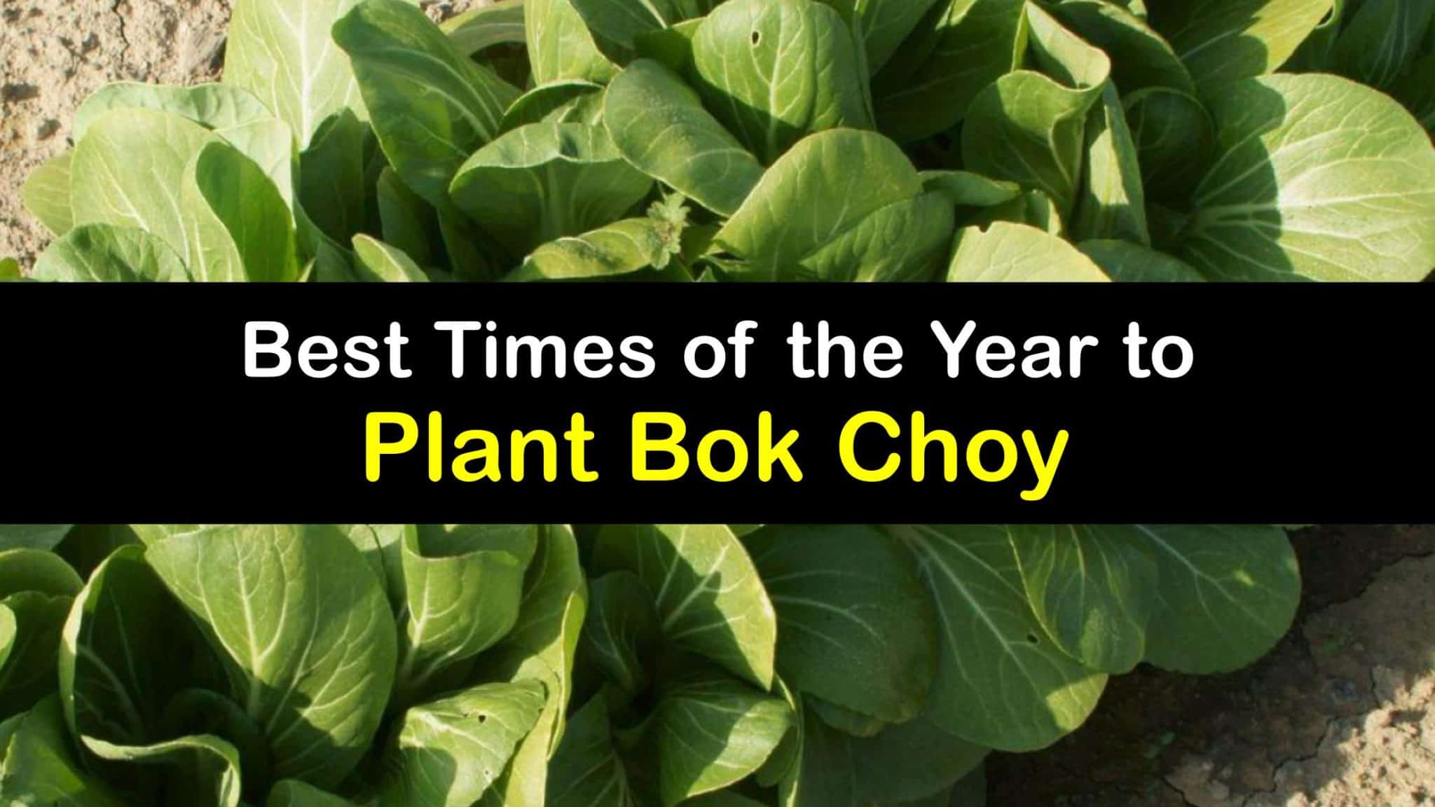 Tips for Growing Bok Choy - Quick Guide for When to Plant Bok Choy