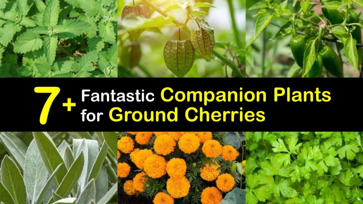 Companions for Ground Cherries - What Grows with Ground Cherry Plants