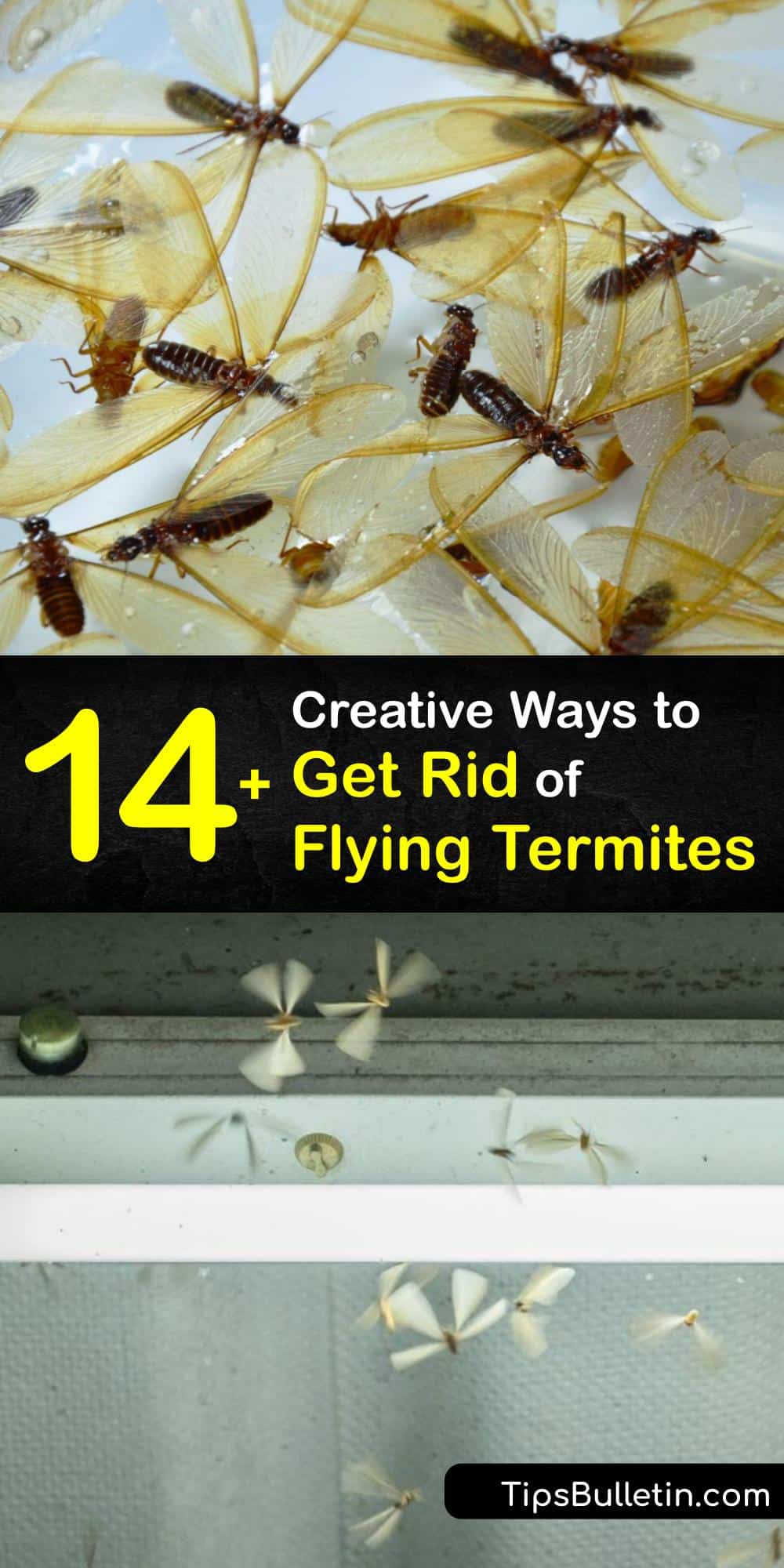 Get Rid of Flying Termites - Fast Ways to Control a Flying Termite Problem