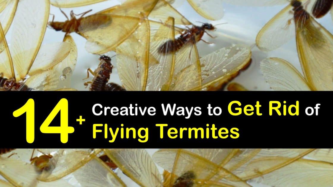 Get Rid of Flying Termites - Fast Ways to Control a Flying Termite Problem