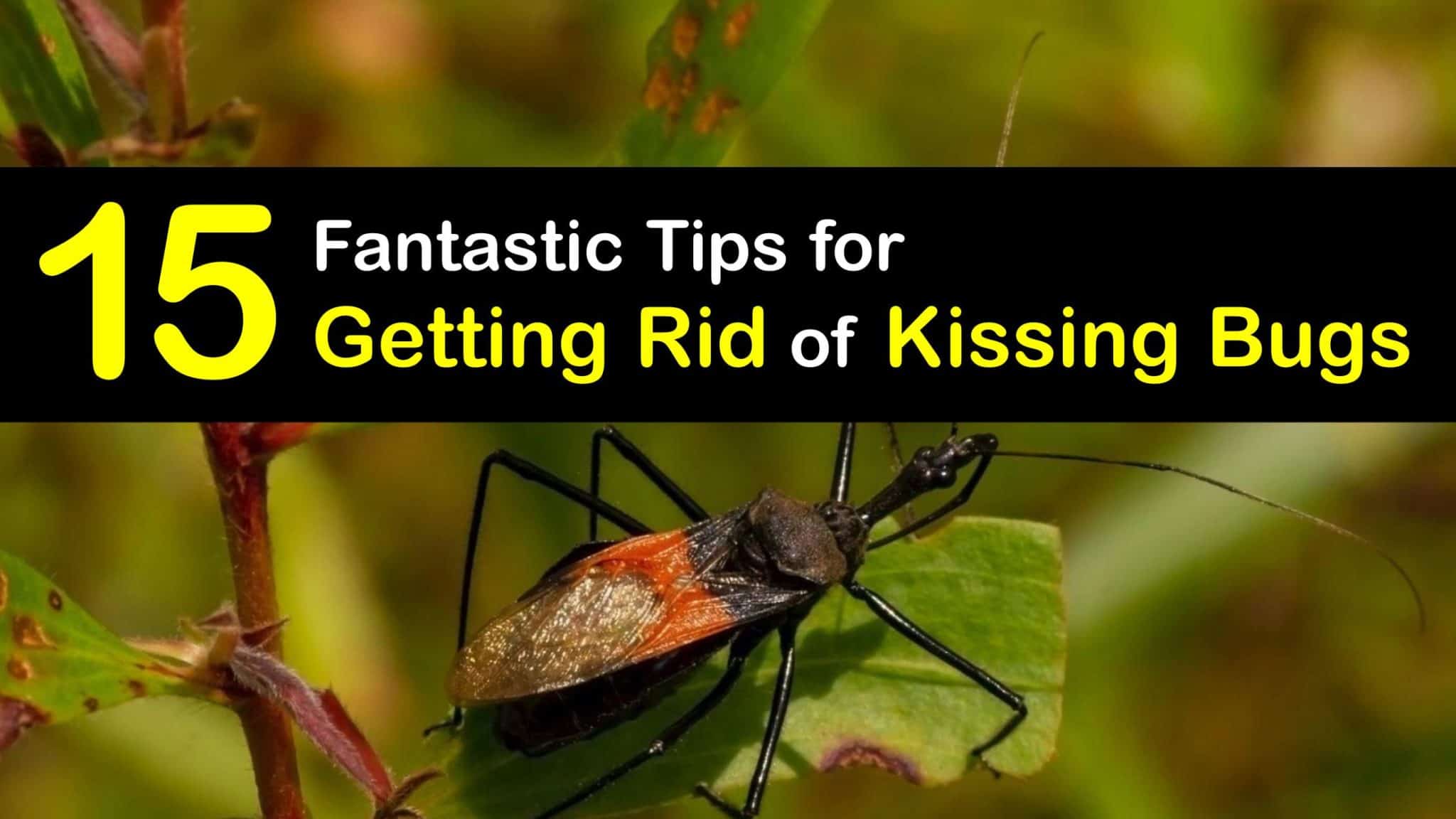 Killing Kissing Bugs - Awesome Tips for Controlling Kissing Bugs