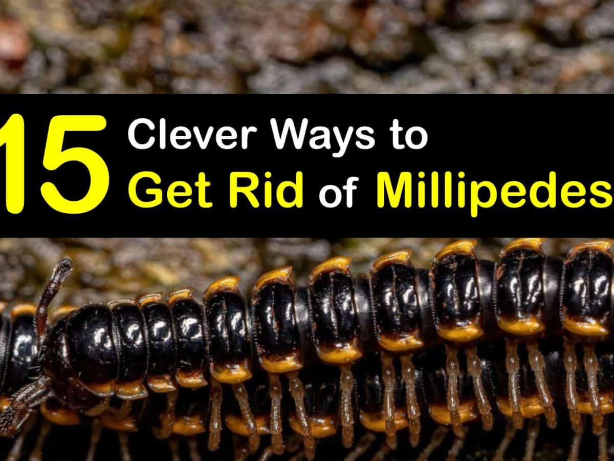 How To Get Rid Of Millipedes In Your Garden | Fasci Garden