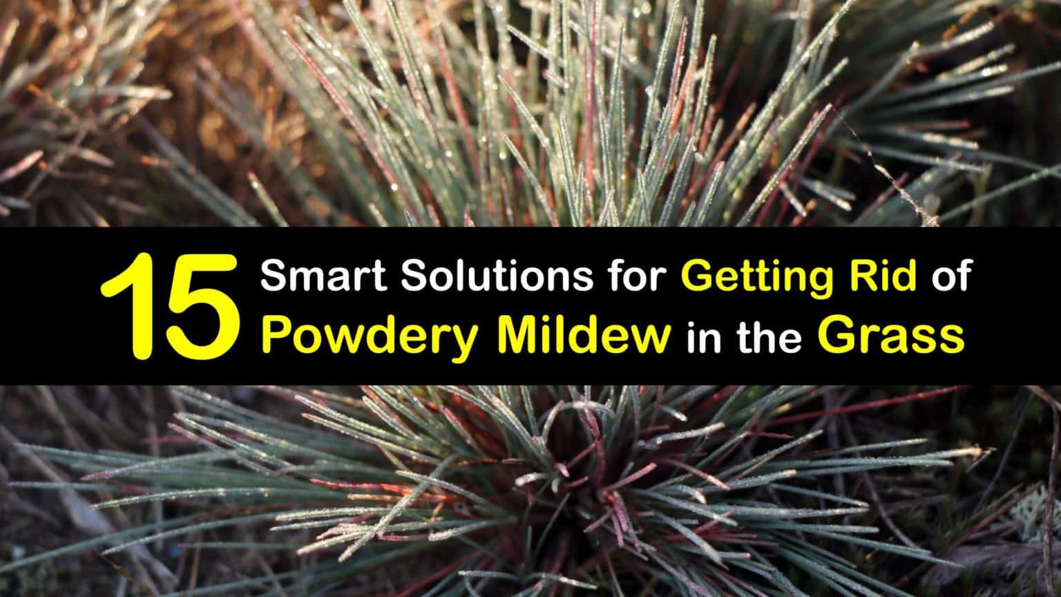 Lawn Problems - Smart Ways to Get Rid of Powdery Mildew on the Grass