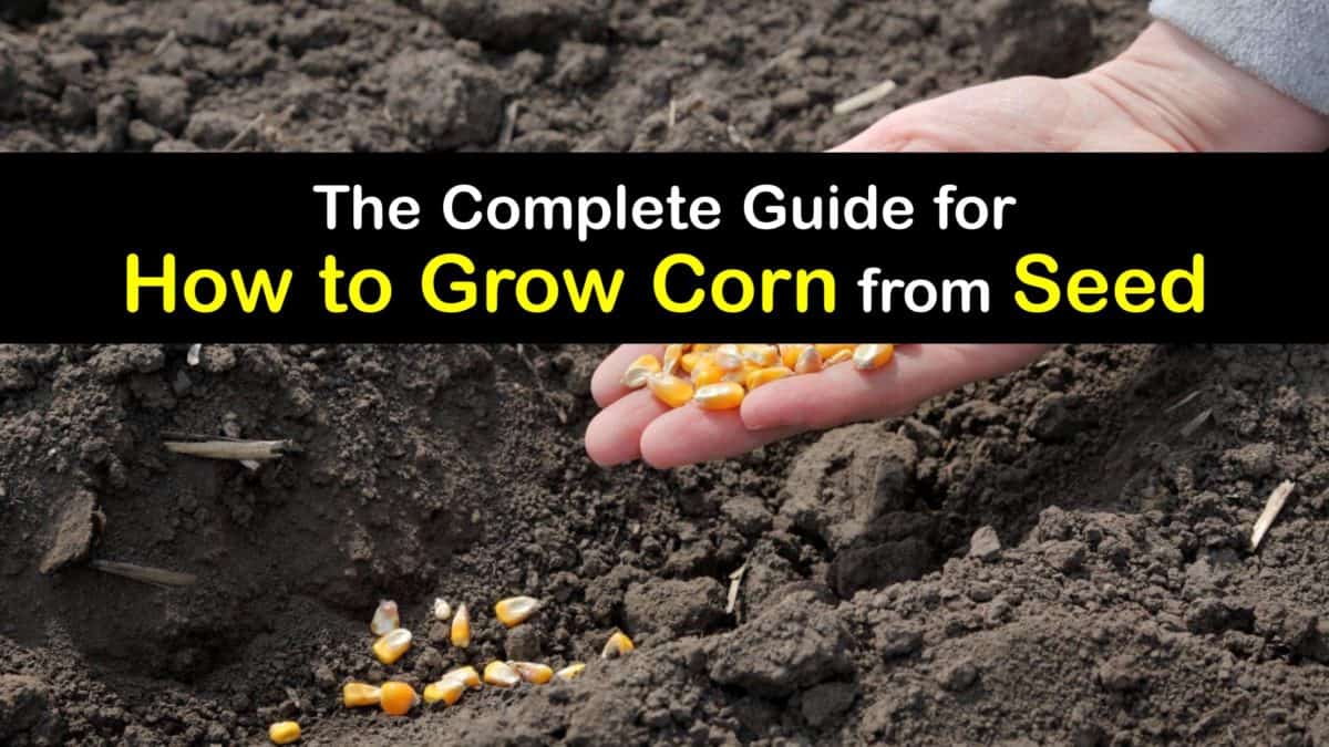 Corn Seed Growing - The Ultimate Guide to Planting Corn from Seeds
