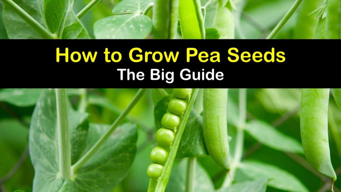 Pea Seed Growing - The Definitive Guide