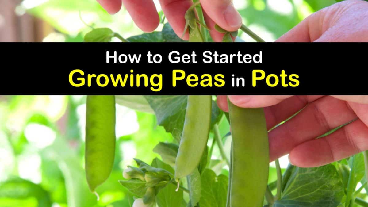 Planting Peas in a Pot - Clever Guide to Growing Pea Plants in Pots