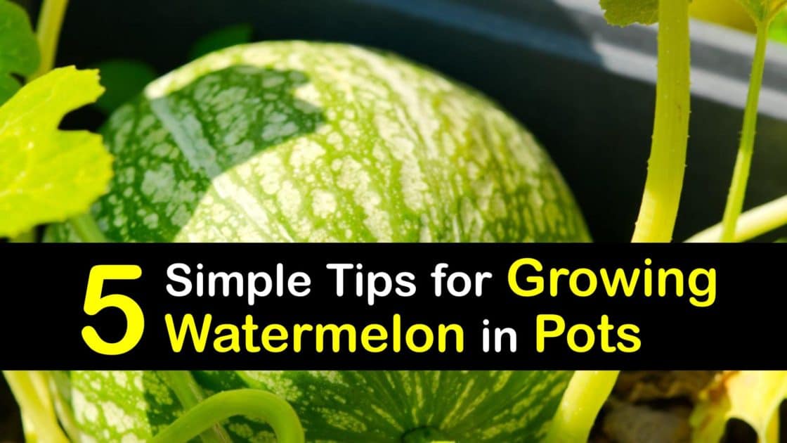 Container Grown Watermelon - Tips for Planting Watermelons in Pots