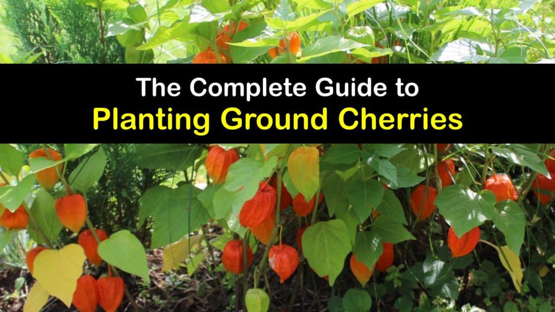 Ground Cherry Planting - Incredible Ways to Grow Ground Cherries