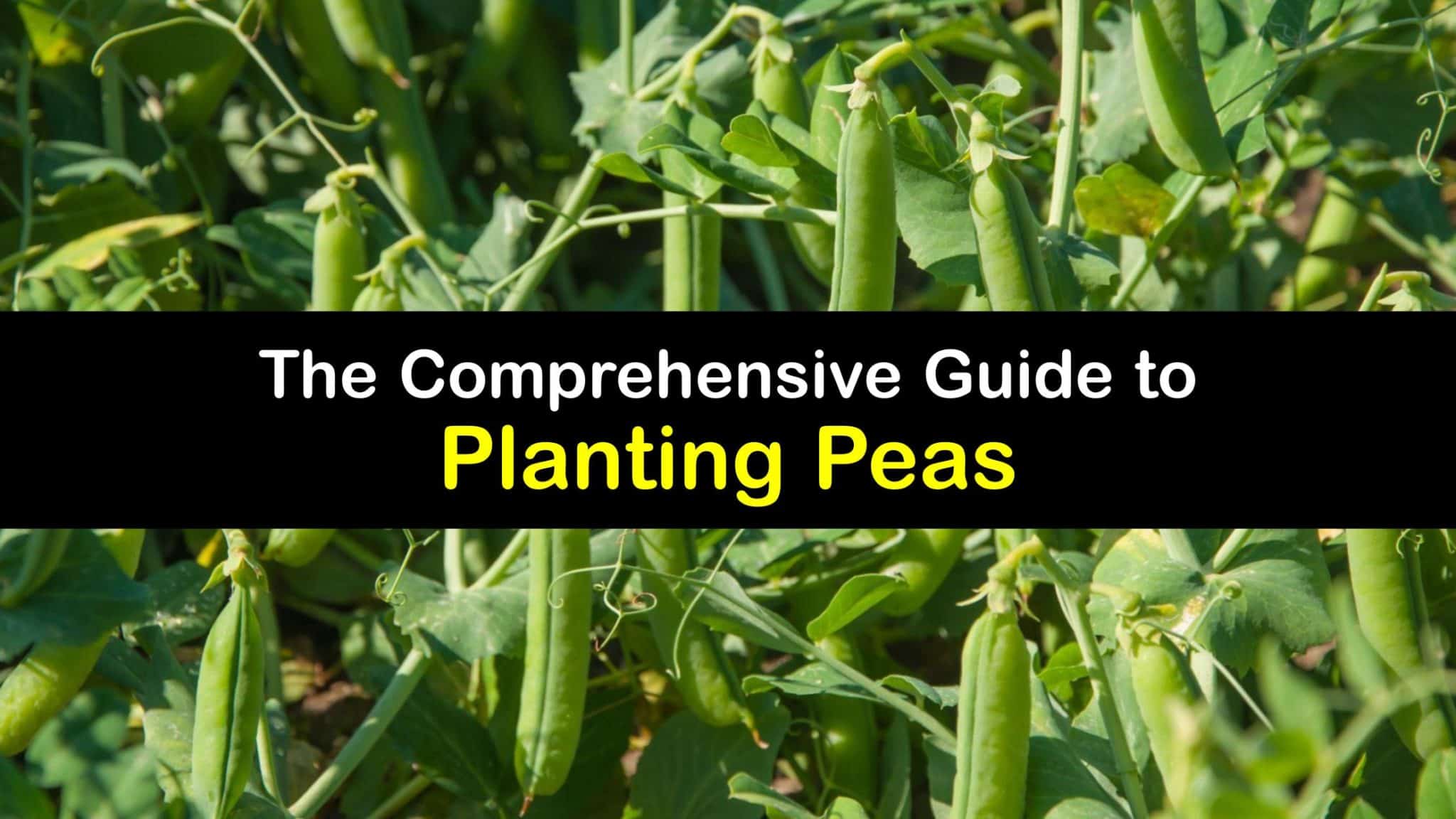 Growing Pea Plants - Easy Planting Tips for Peas