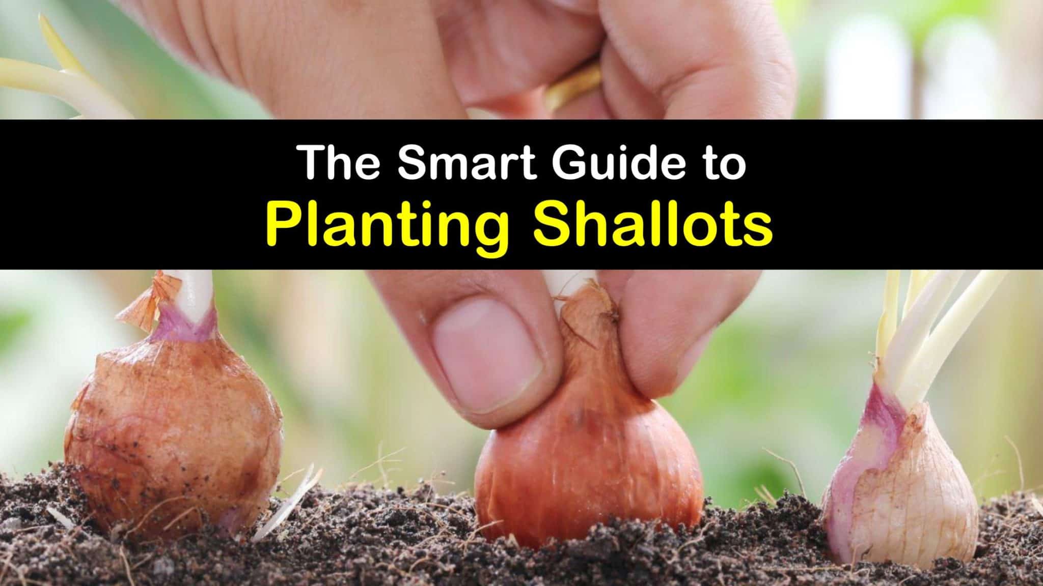 Shallot Plant Care - Easy Tricks for Growing Shallots