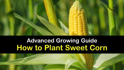 Growing Sweet Corn Plants - Fast Tricks for Planting Sweet Corn