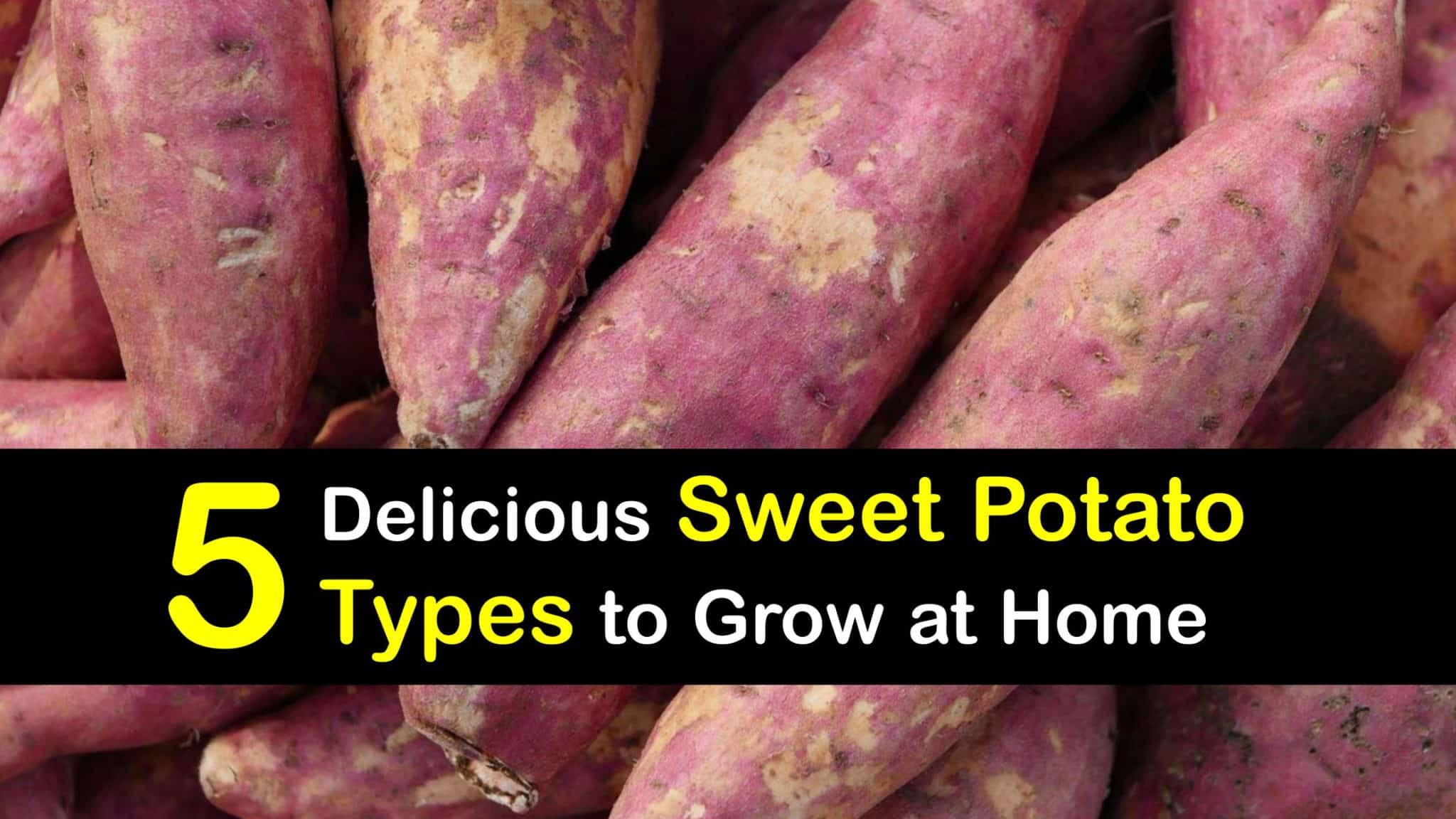 Varieties of Sweet Potatoes - Mind-Blowing Kinds of Sweet Potato Plants