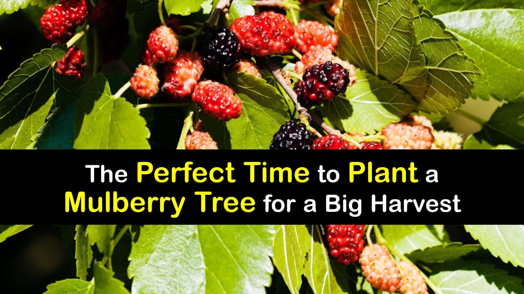 Planting Mulberry Trees - When to Plant Your Mulberry Tree