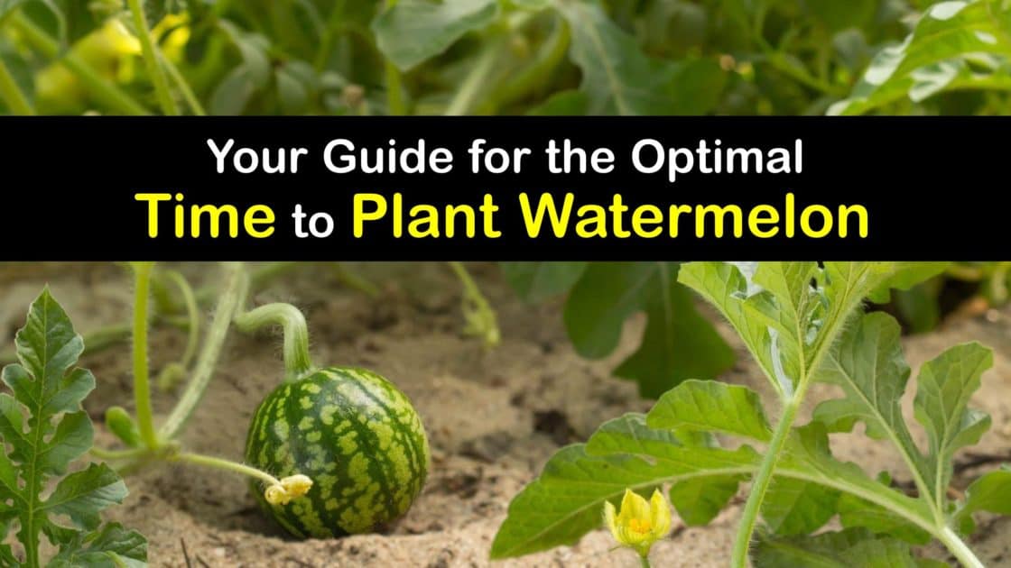 Growing Watermelon Plants - Best Time to Plant Watermelons