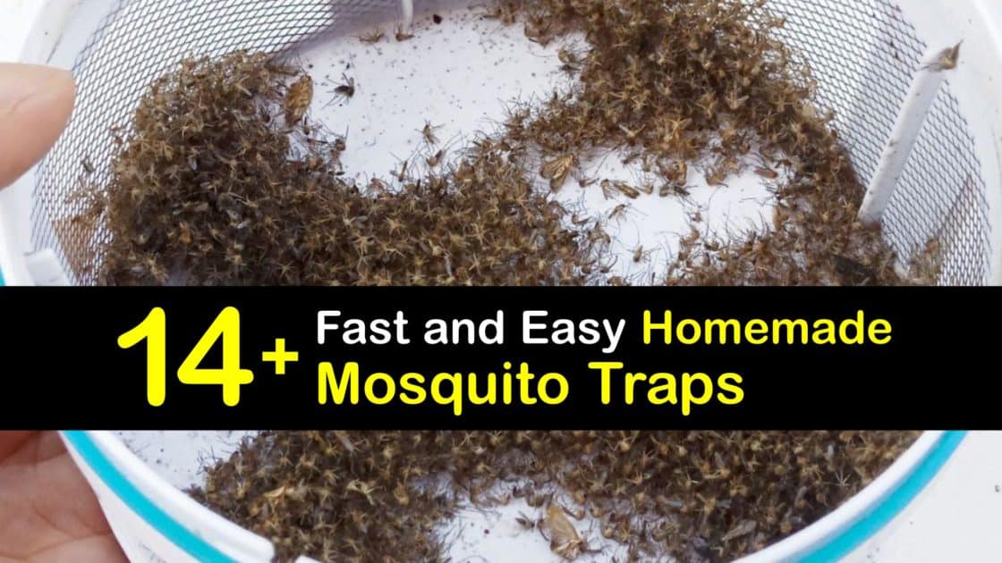 DIY Mosquito Traps - Control Home Mosquito Populations