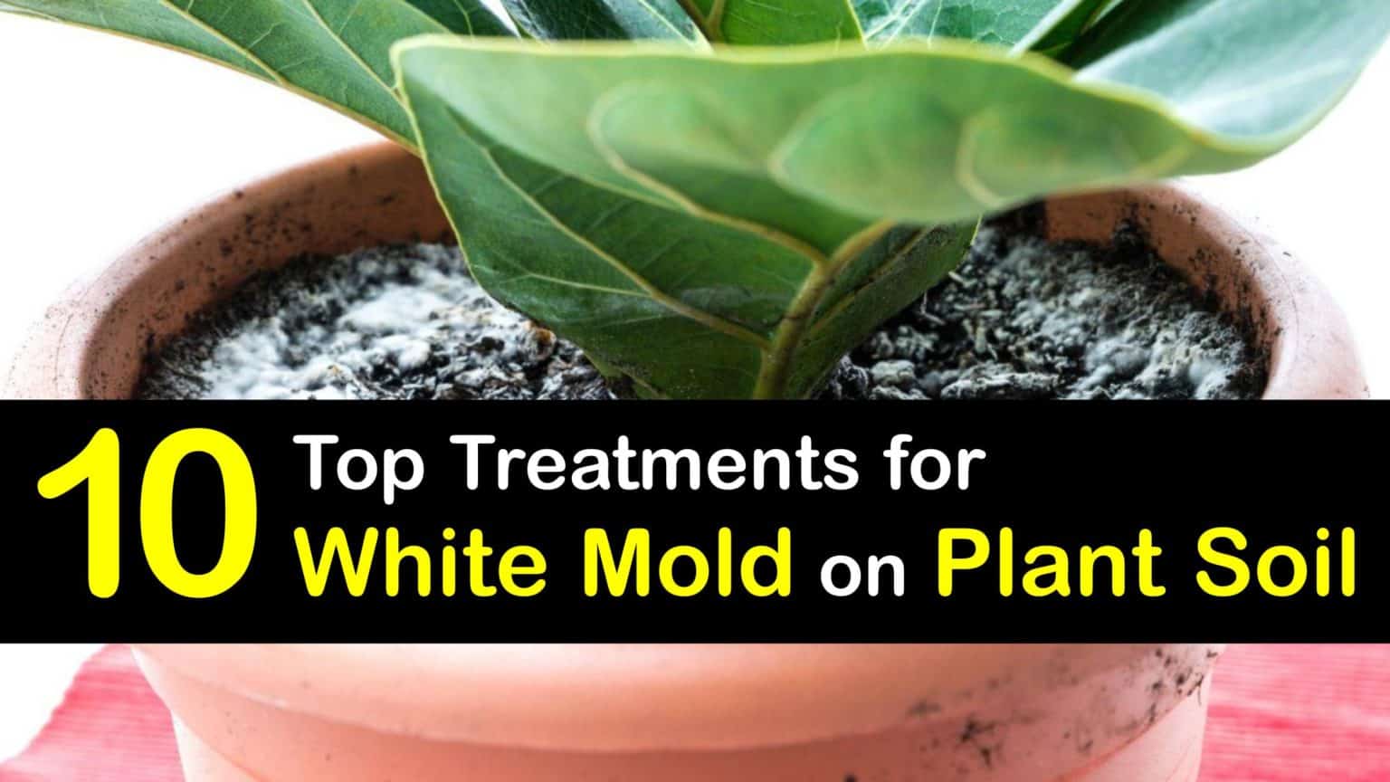 White Mold in the Soil - Eliminating White Fungus in Plant Dirt