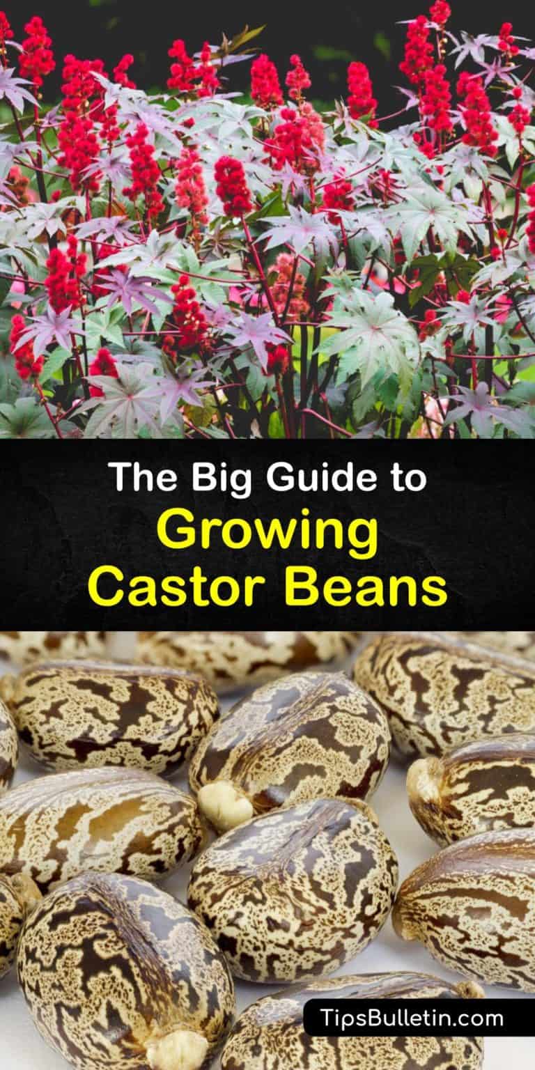 Castor Bean Plant Care - Easy Ways of Growing Castor Beans