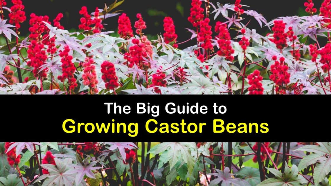 Castor Bean Plant Care - Easy Ways of Growing Castor Beans