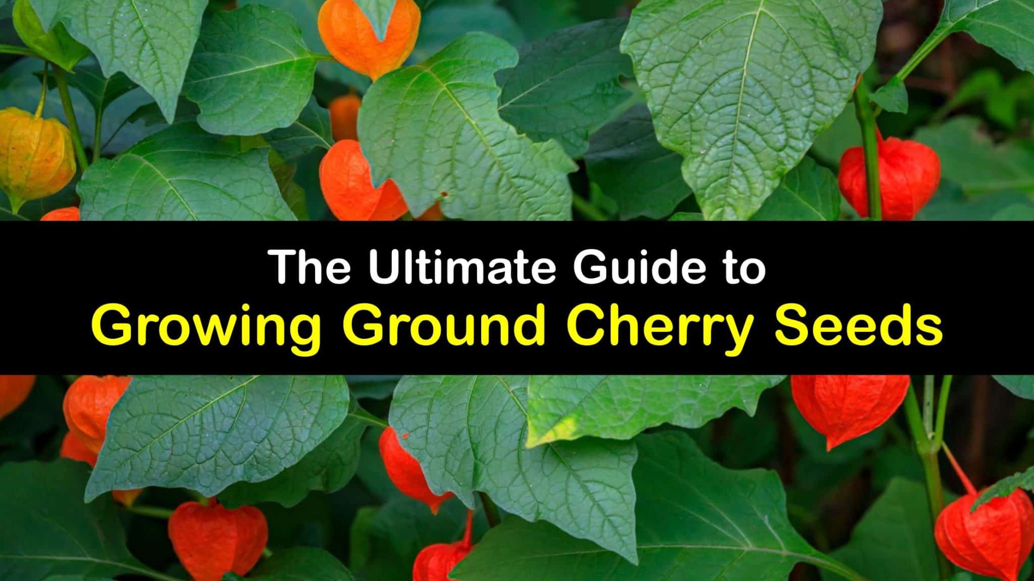 Grow Grow Ground Cherries from Seed - Planting Ground Cherry Seeds