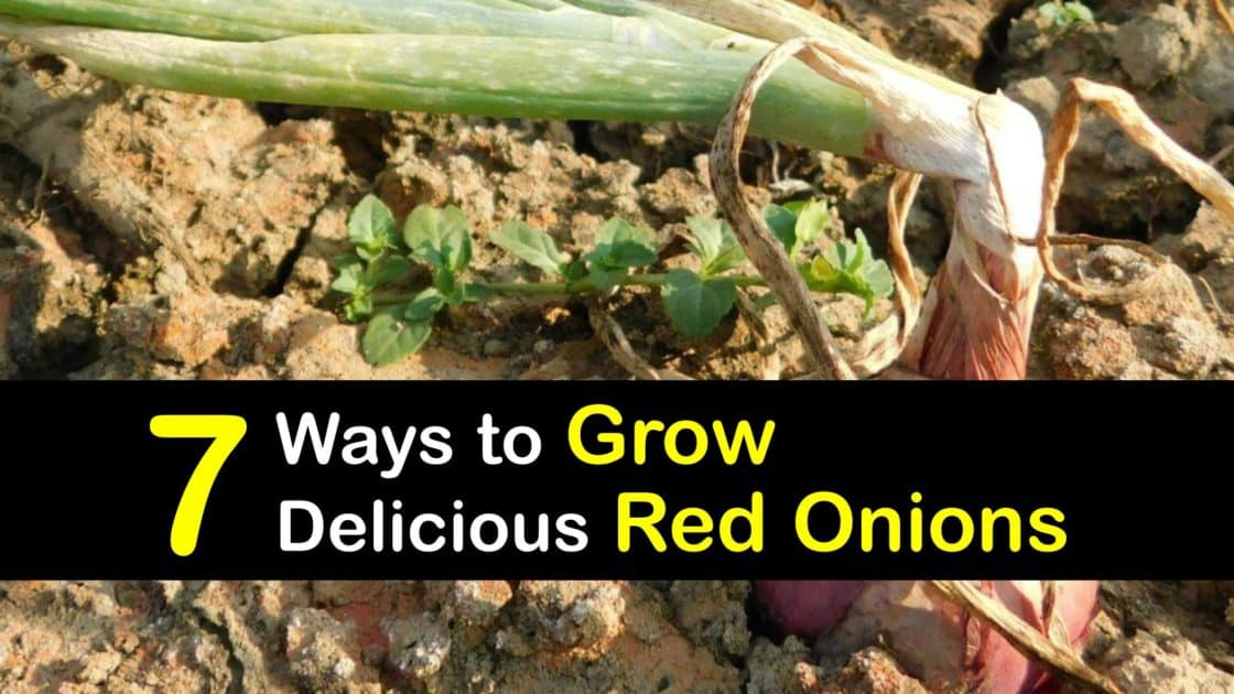 Red Onion Plant Care - Easy Tricks for Growing Red Onions in the Garden