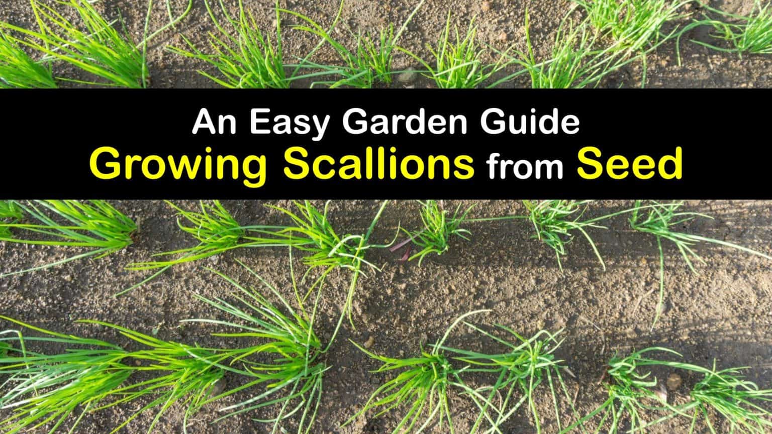 Grow Scallion Seeds - Your Guide to Planting Scallions from Seed