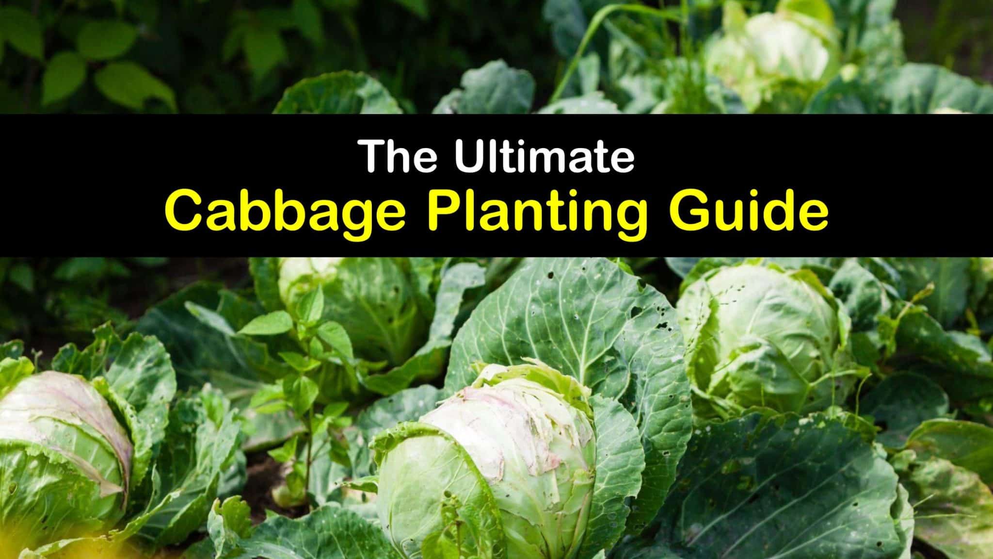 Growing Cabbage Plants - Smart Ways to Plant Cabbage