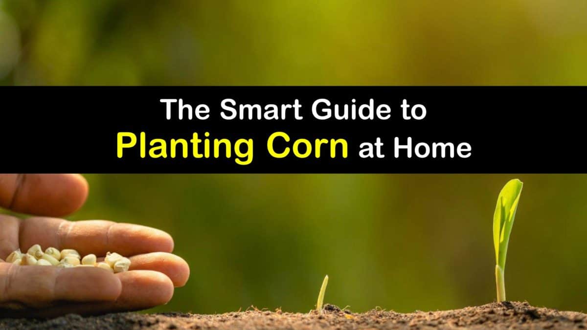 Planting Corn - Quick Tips for Growing Corn