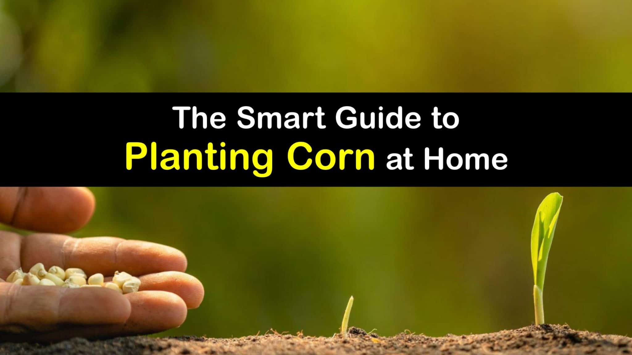 Planting Corn - Quick Tips for Growing Corn