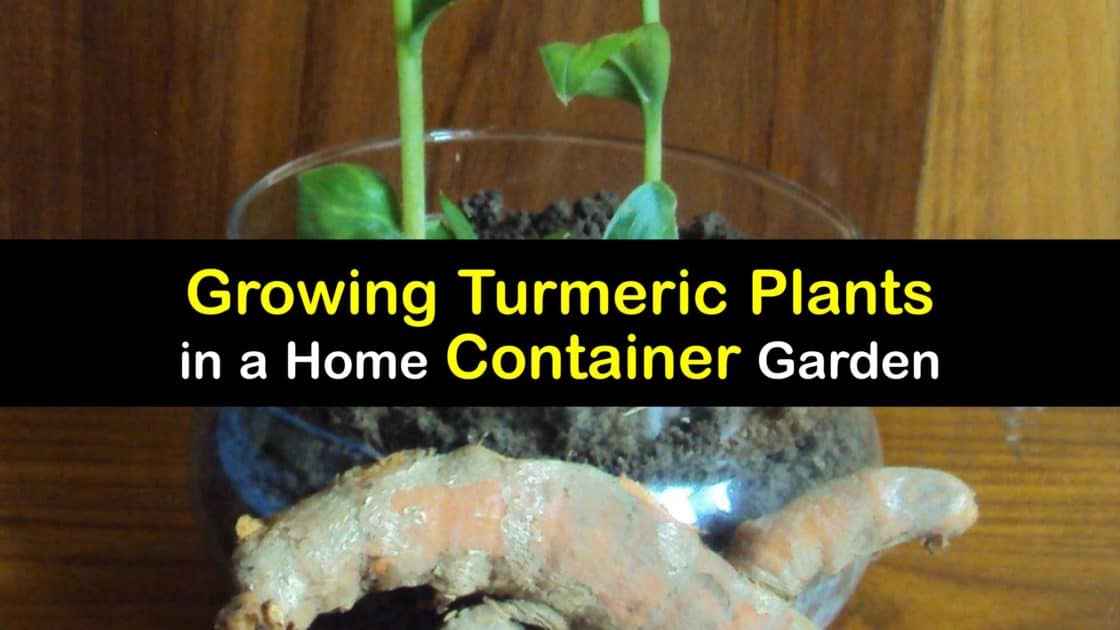 Turmeric Container Gardening - Smart Guide for Planting Turmeric in a Pot