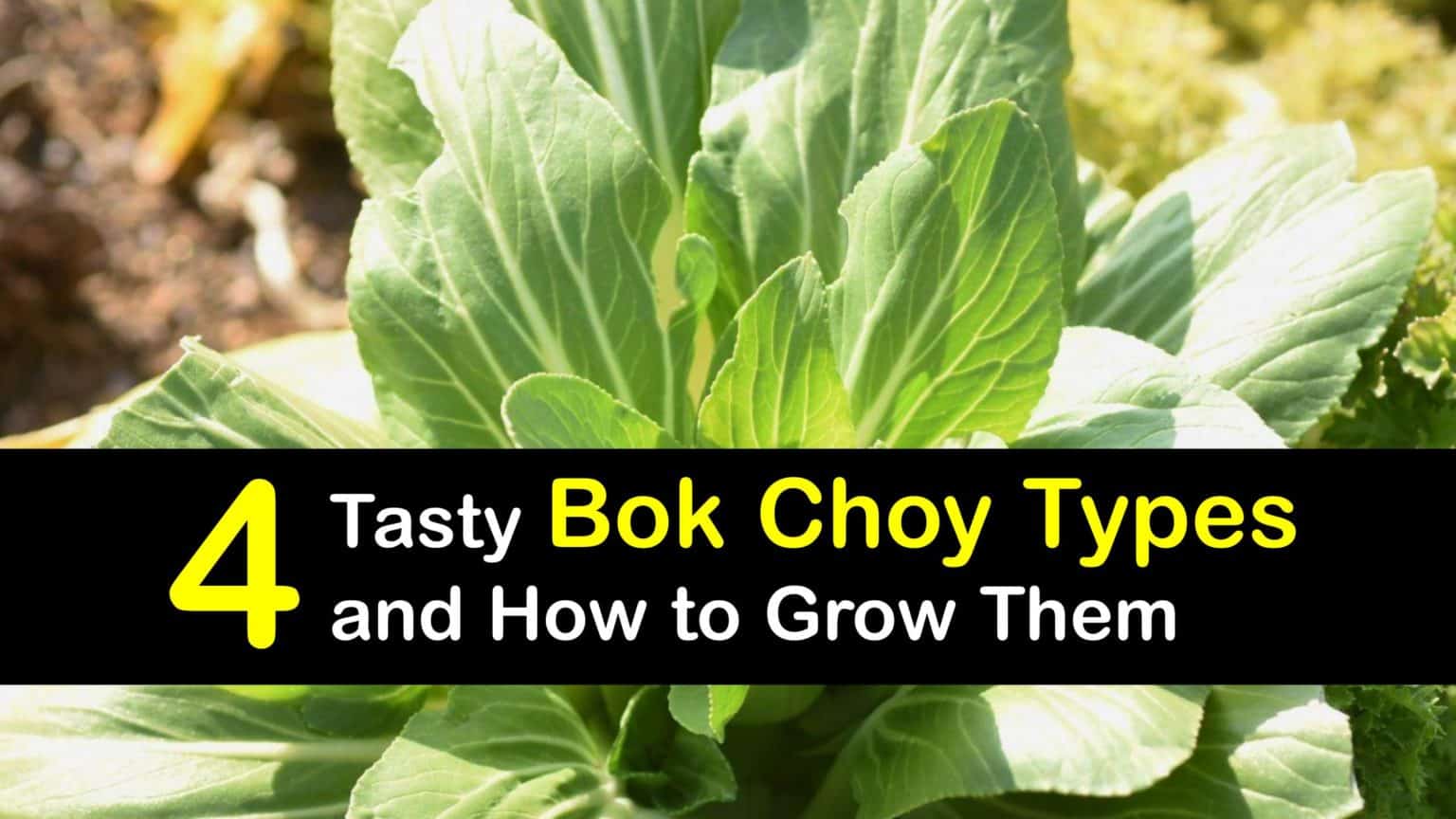 Bok Choy Varieties - Choosing a Bok Choy Type