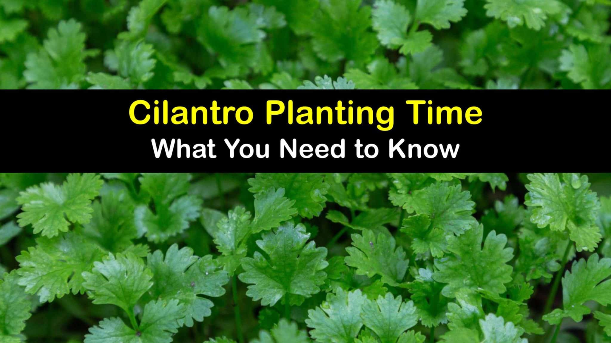 Tips for Planting Cilantro - Best Time to Plant Cilantro