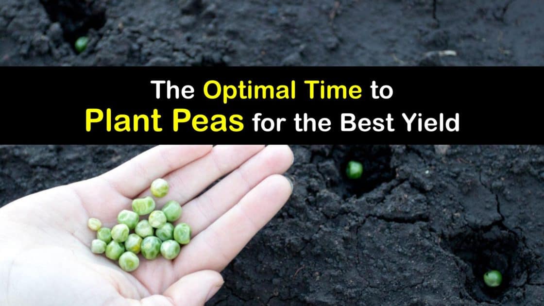 Pea Planting Time - Hands-on Tips for the Best Time to Plant Peas