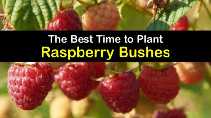 Raspberry Bush Growing - Clever Timing for Planting Raspberries