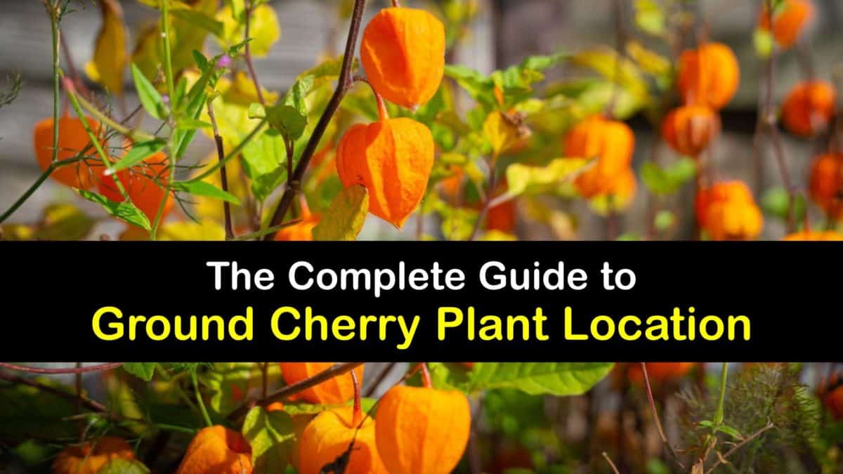Best Place to Plant Ground Cherries for a Big Crop