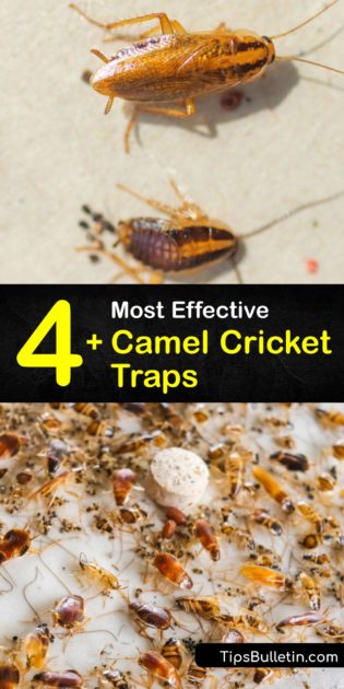 How to Trap Camel Crickets - Making Camel Cricket Traps