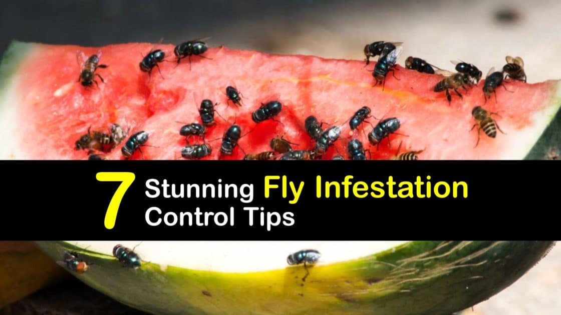 Infested with Flies - Smart Fly Control Solutions