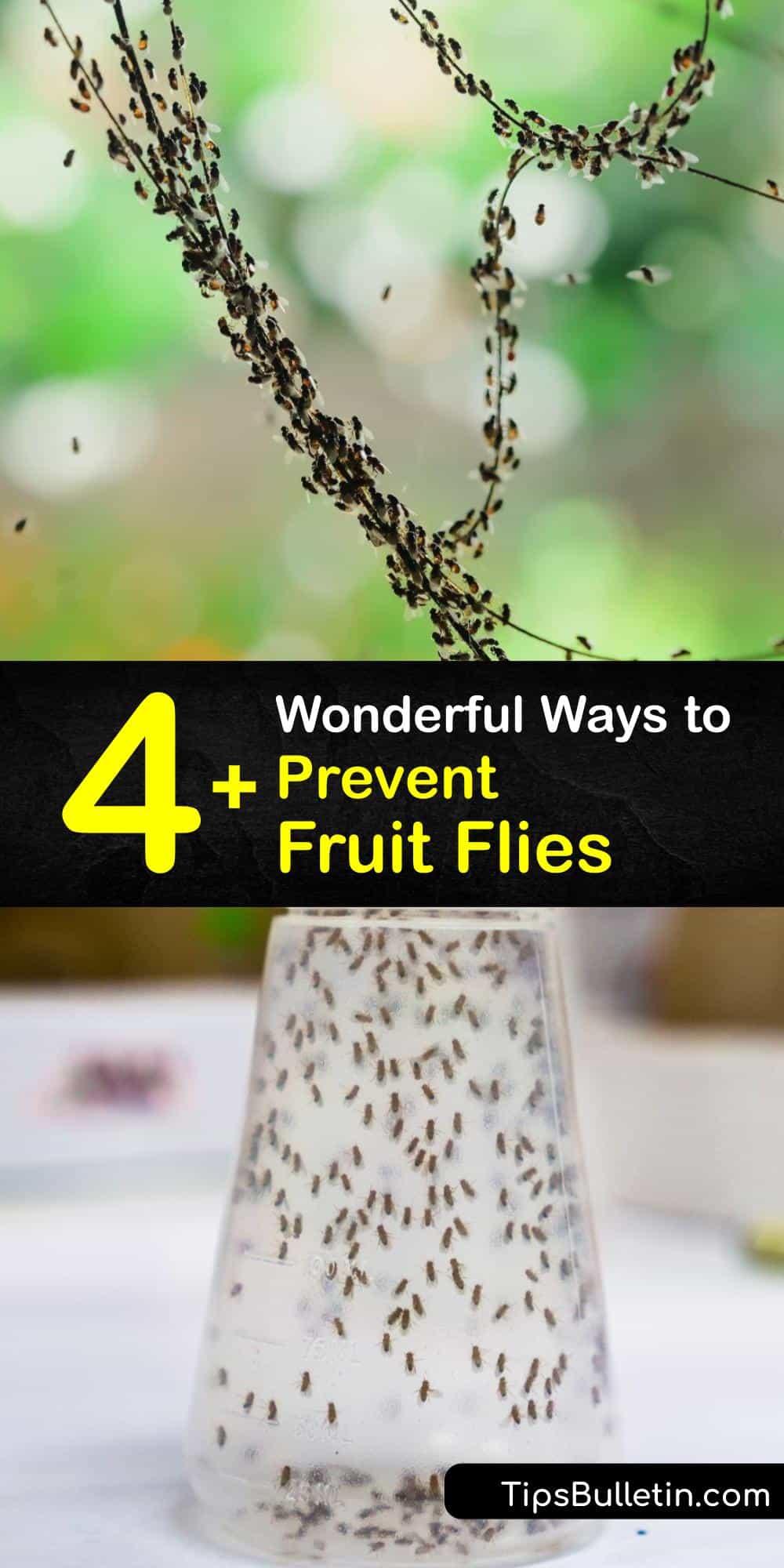 Problems with Fruit Flies - Clever Ways to Handle a Fruit Fly Problem