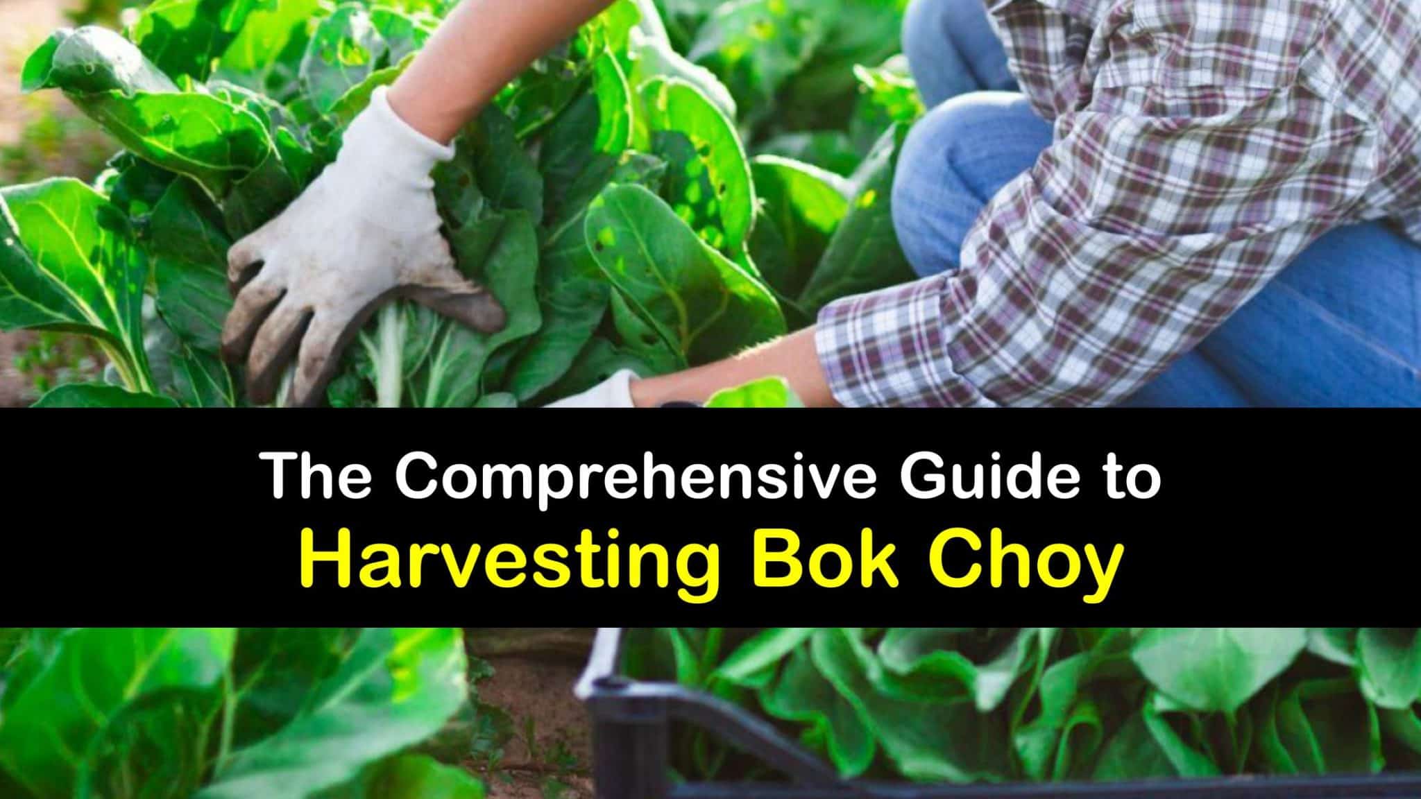 Easy Tips for Growing Bok Choy at Home