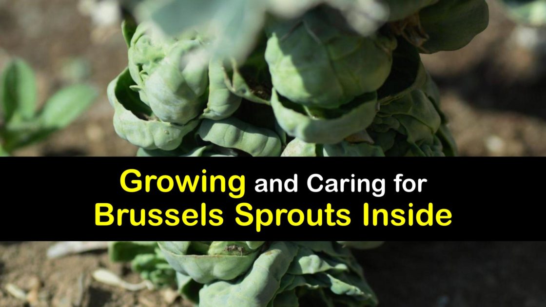 Planting Brussels Sprouts Inside - Growing Brussels Sprouts Indoors