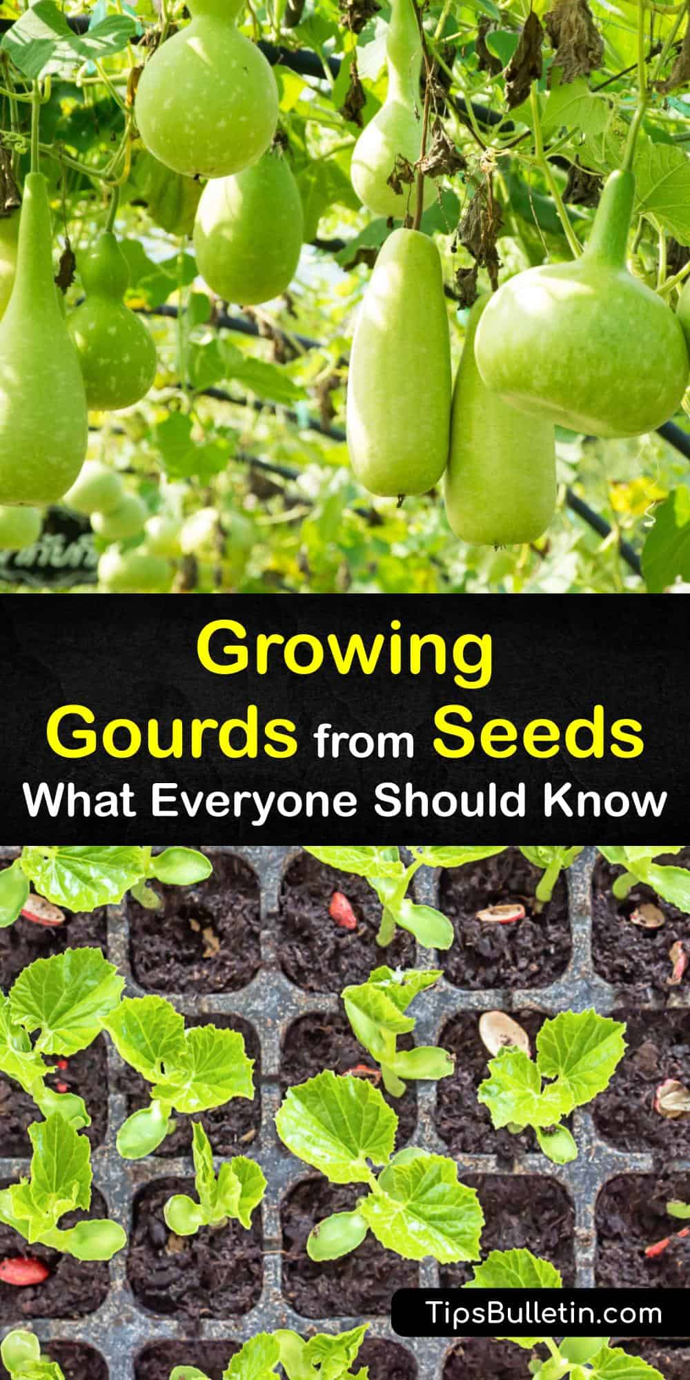 The Complete Guide to Growing Gourds from Seeds