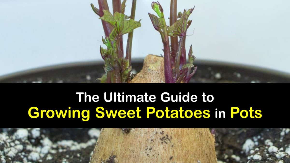 Sweet Potatoes in Containers - Plant Sweet Potatoes in a Pot